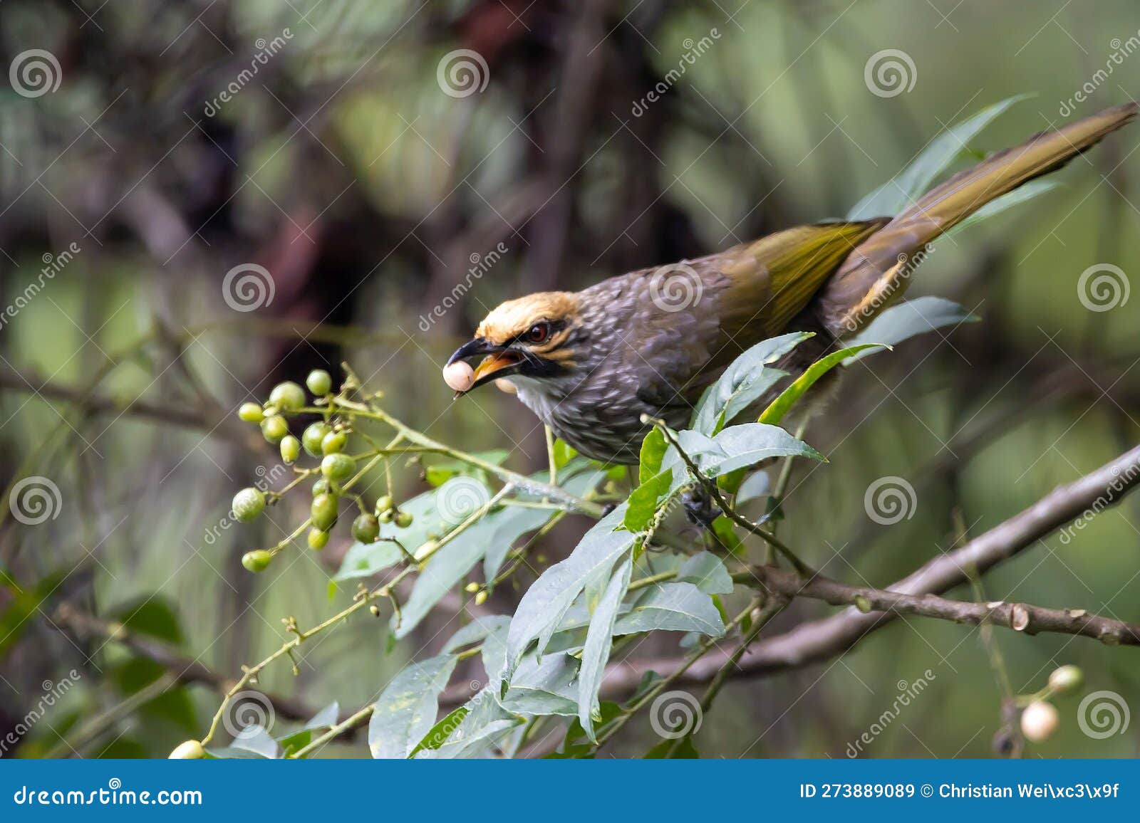 Straw-headed Bulbul - Pycnonotus Zeylanicus Songbird In The Bulbul ...