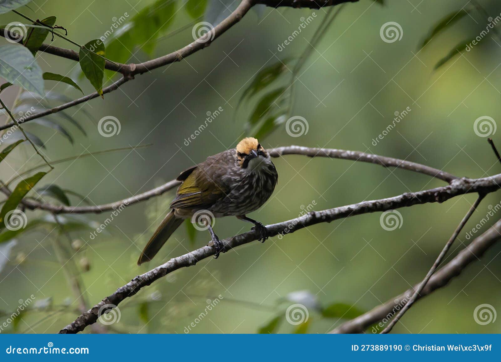 Straw-headed Bulbul - Pycnonotus Zeylanicus Songbird In The Bulbul ...