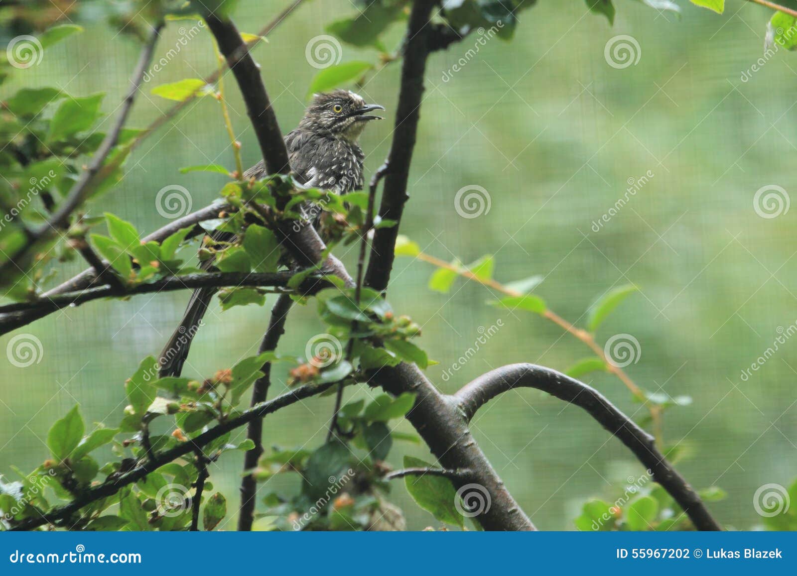 Straw-headed Bulbul - Pycnonotus Zeylanicus Songbird In The Bulbul ...