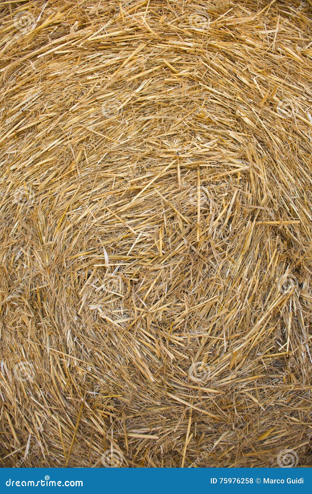 Straw for horses stock photo. Image of farming, litter - 75976258