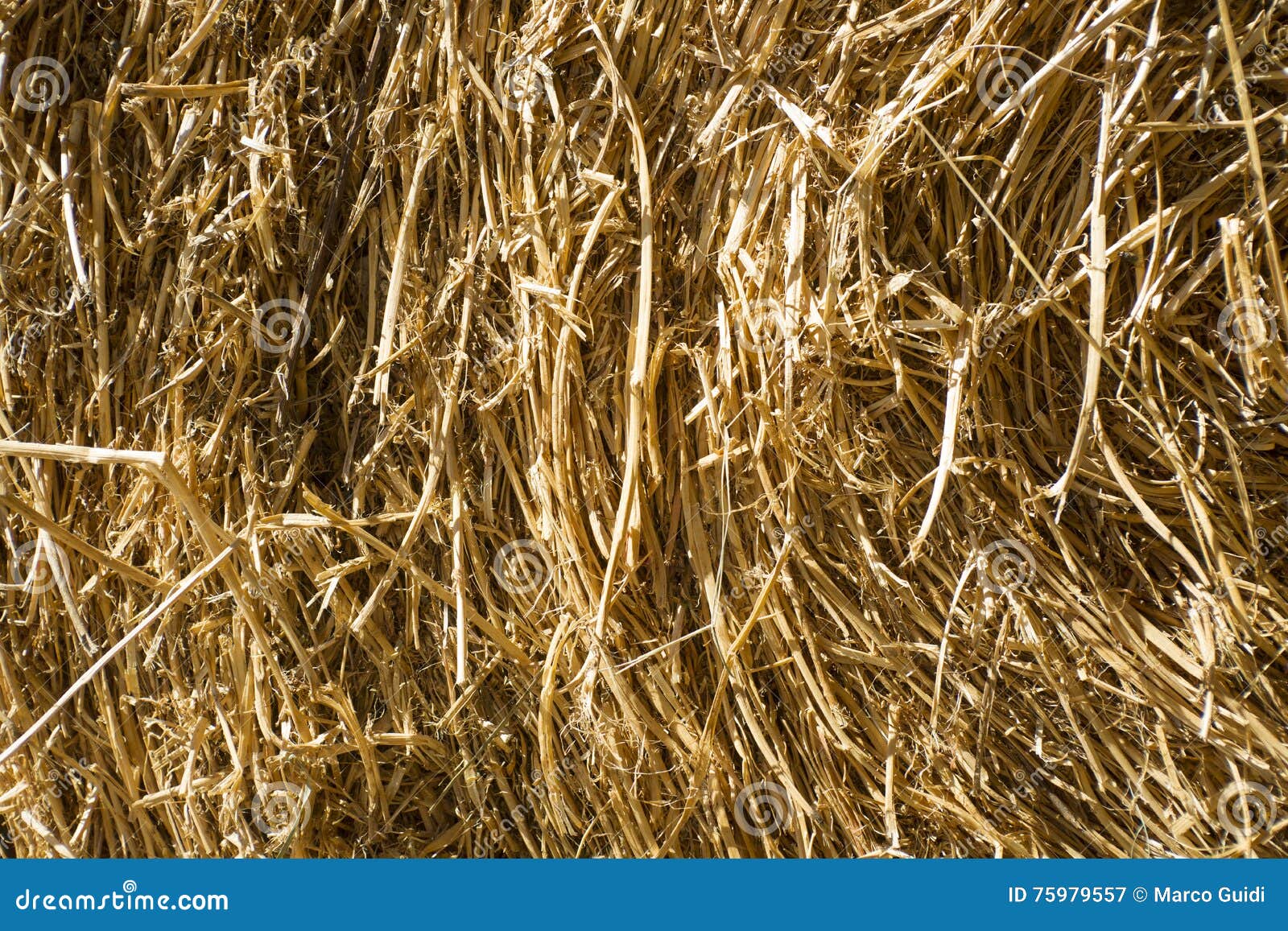 Straw for horses stock image. Image of farm, livestock - 75979557