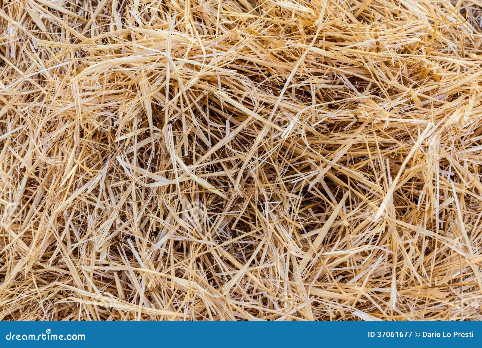 Straw stock image. Image of agriculture, crop, fertilizer - 37061677