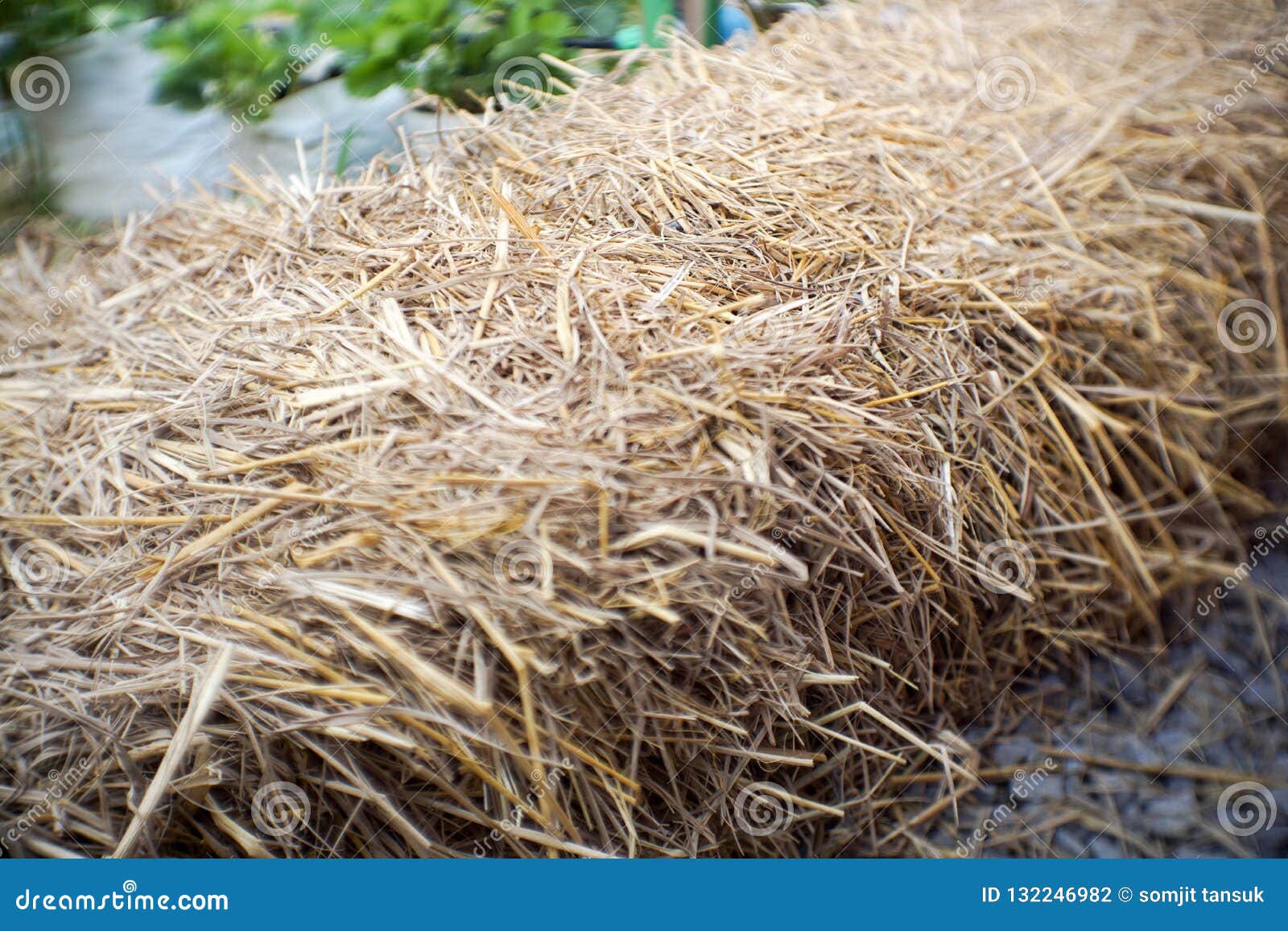 Straw nature stock photo. Image of outdoor, grass, field - 132246982 Straw nature stock photo. Image of outdoor, grass, field - 132246982