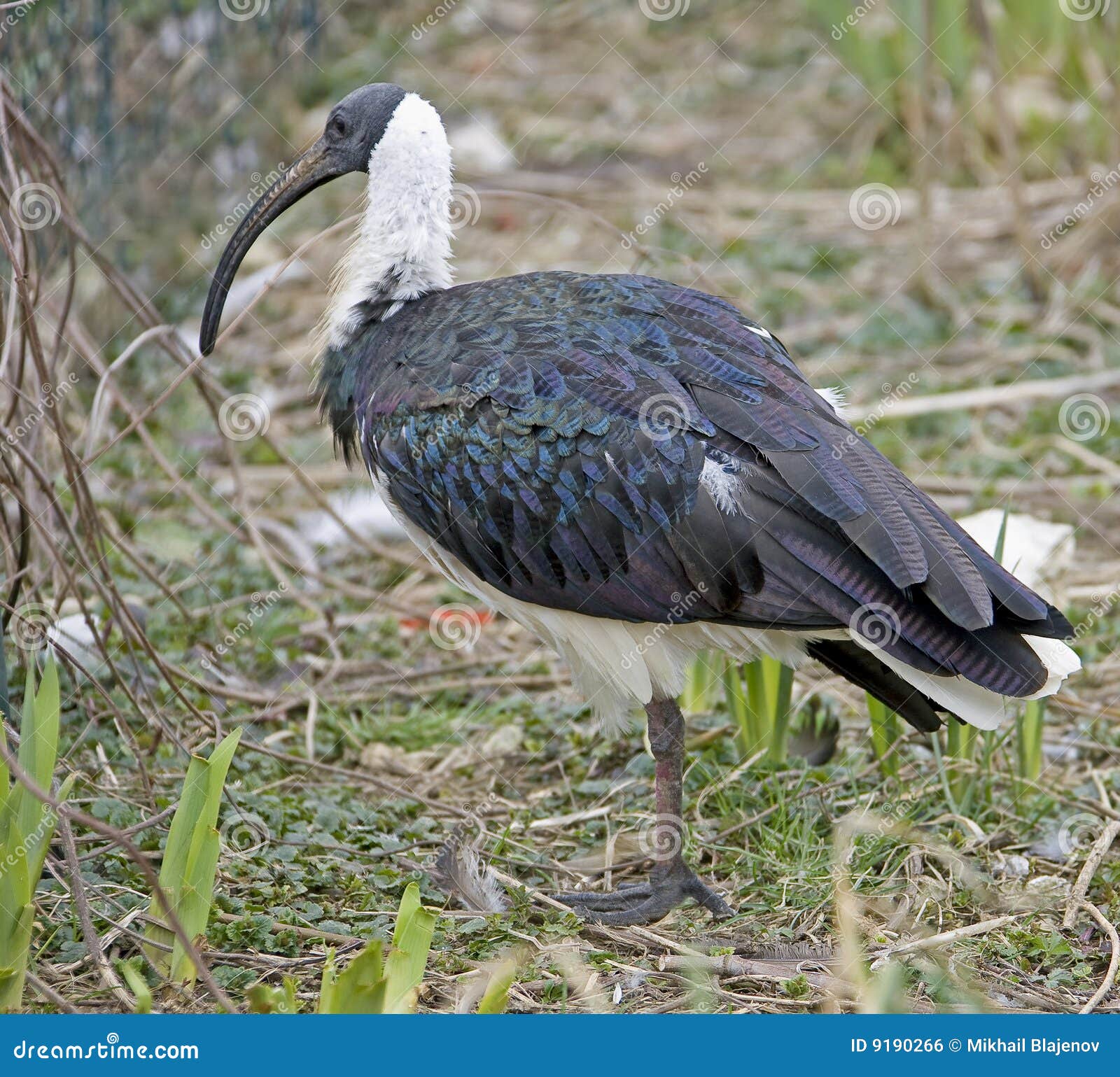 Straw-necked ibis 2 stock photo. Image of rare, fauna - 9190266