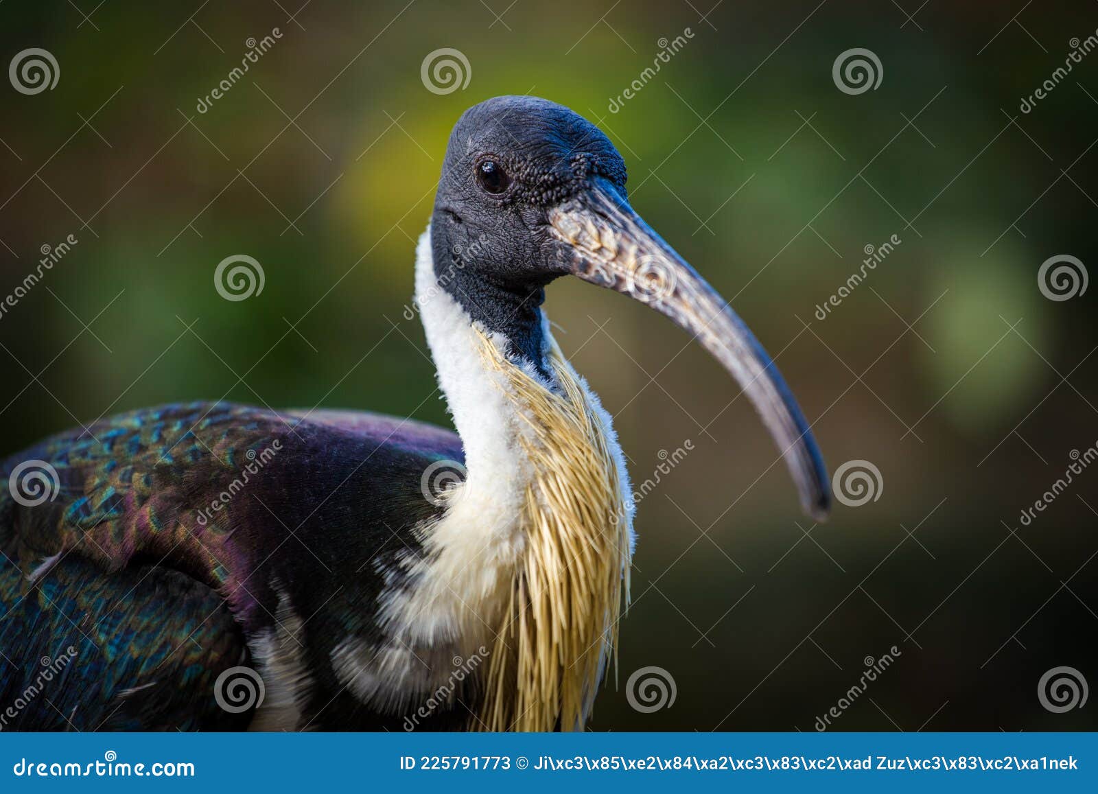 Straw-necked Ibis Portrait in Nature Park Stock Image - Image of ...