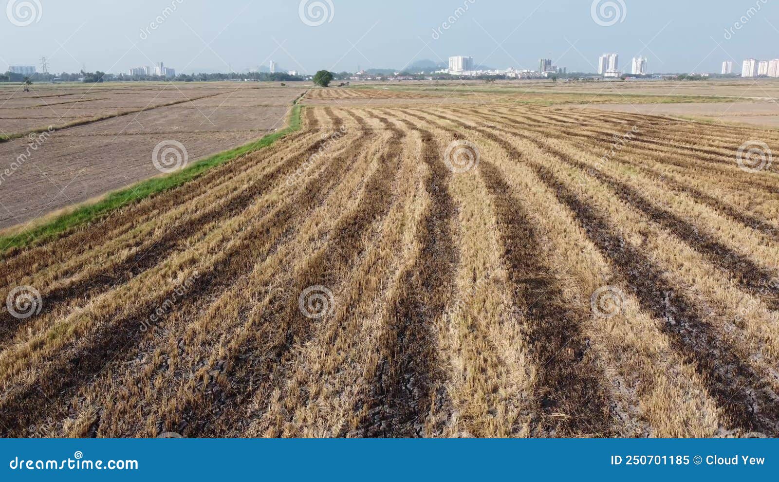 Straw Paddy Field after Burned. Stock Video - Video of traditional ...