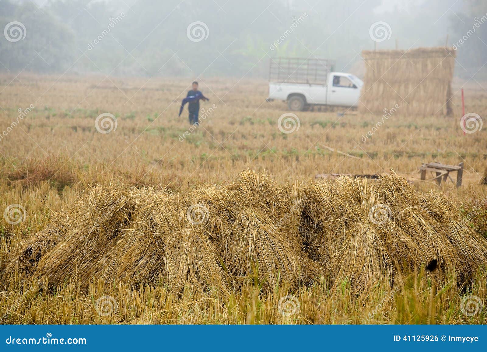 Straw On The Paddy Fields. Stock Photo | CartoonDealer.com #41125926