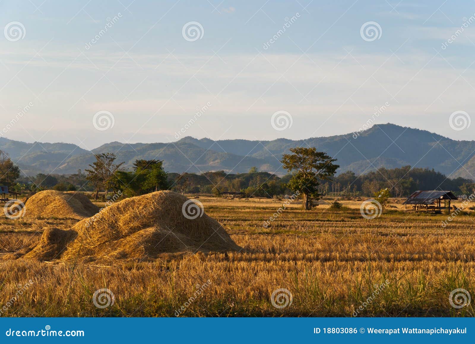 Straw pile in paddy stock photo. Image of land, countryside - 18803086