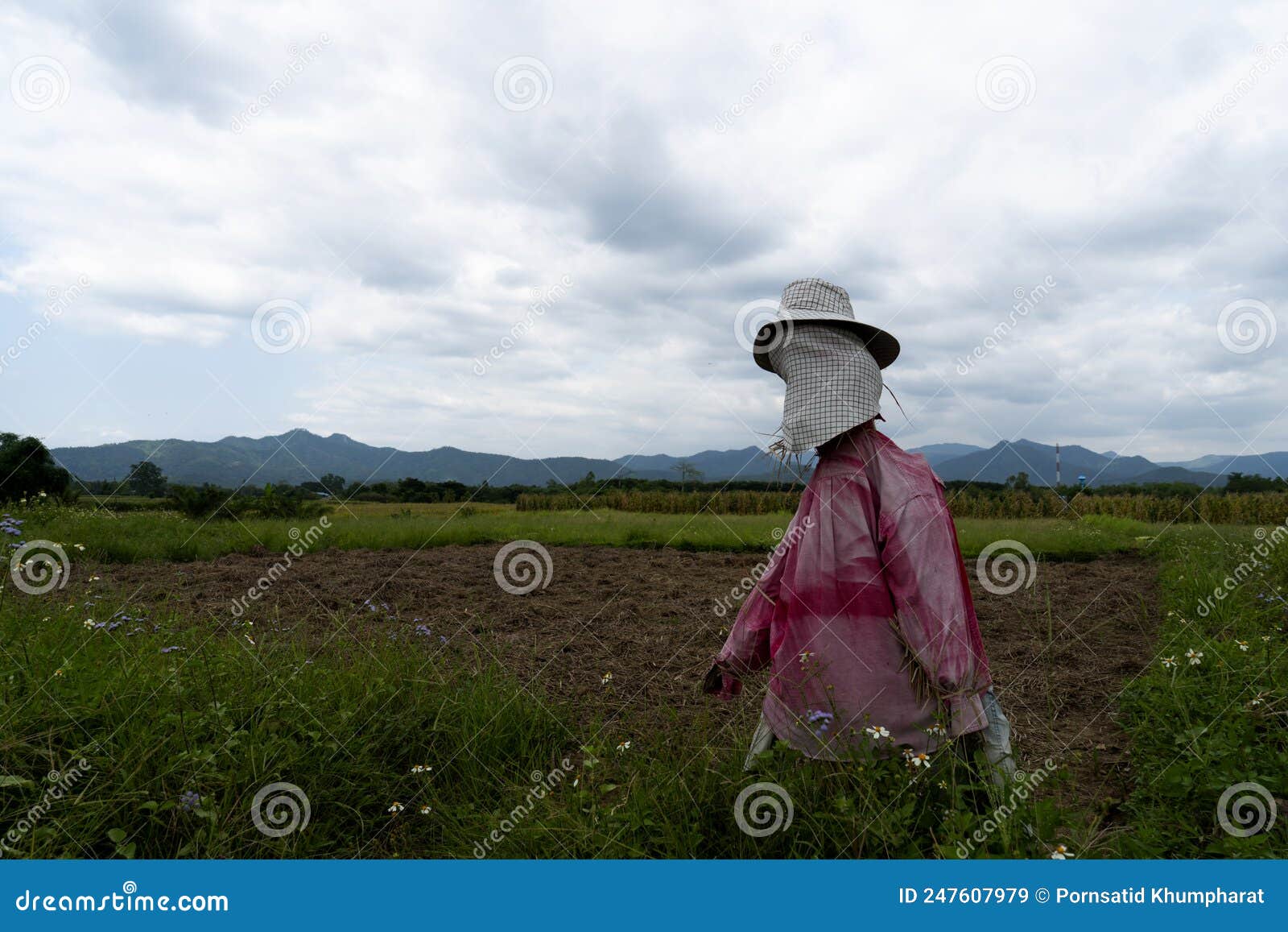 Straw Puppet or Scarecrow Strawman in the Rice Field in Asia Stock ...