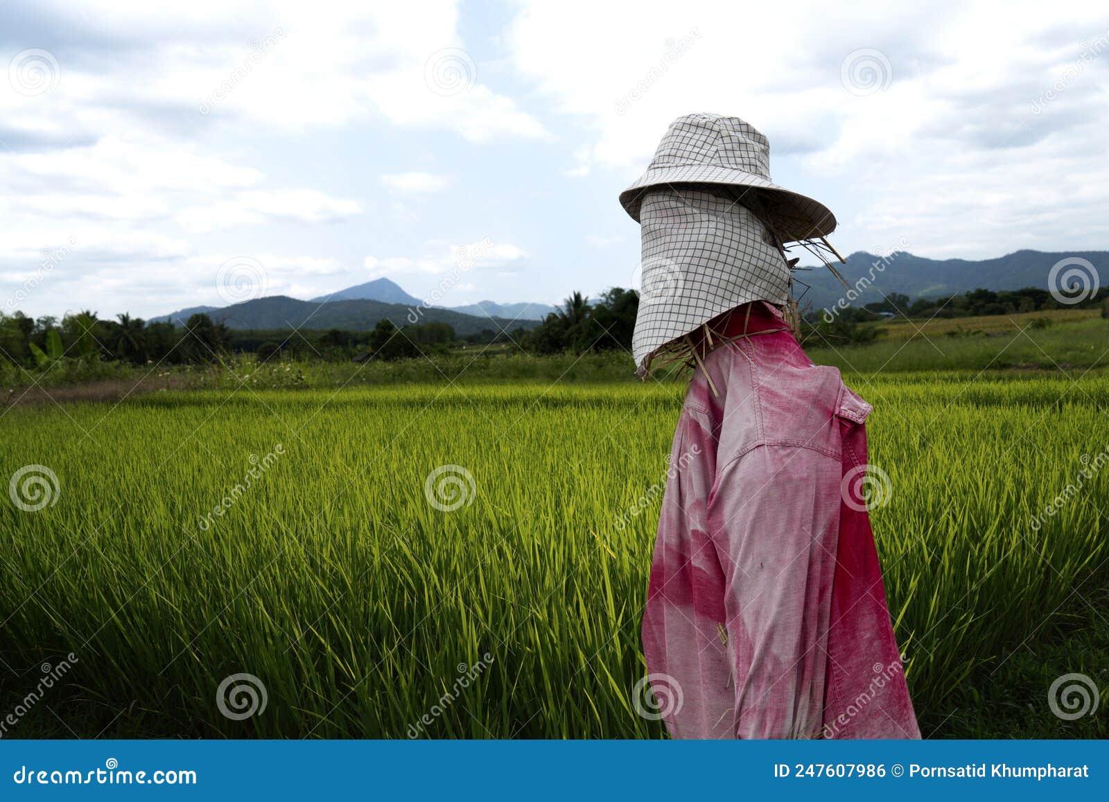 Straw Puppet or Scarecrow Strawman in the Rice Field in Asia Stock ...