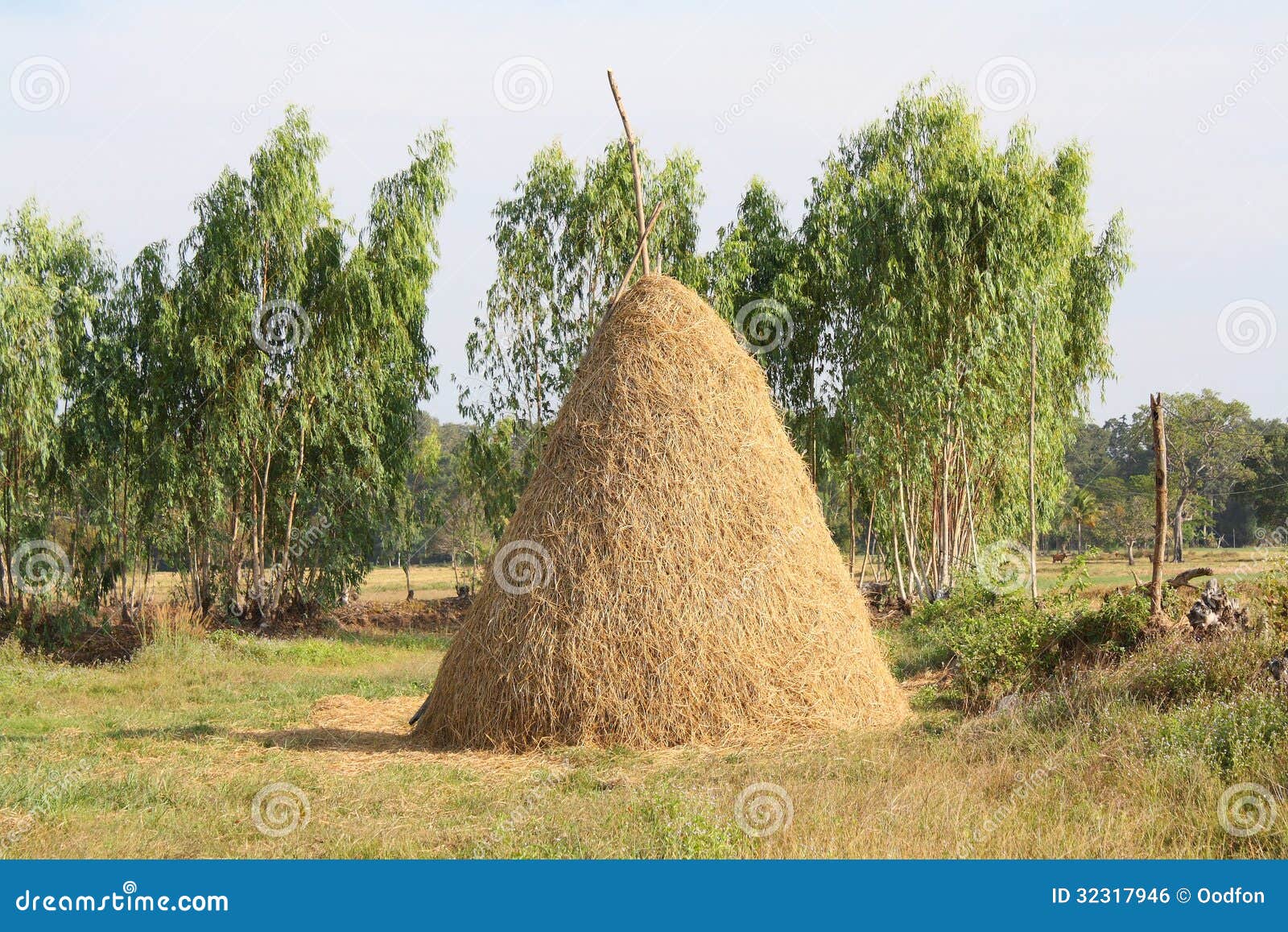 A straw in rice field stock photo. Image of agriculture - 32317946