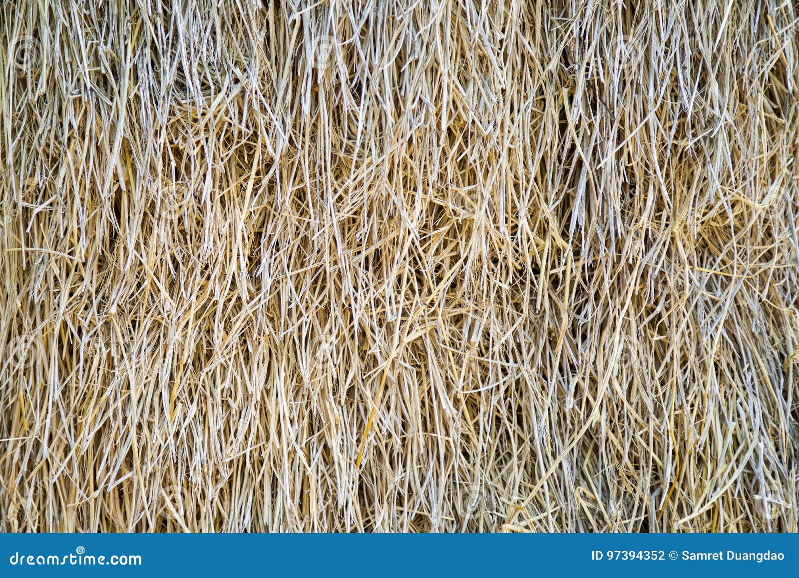 Straw Rice is a Fodder for Animal. Stock Photo - Image of plant, rick ...