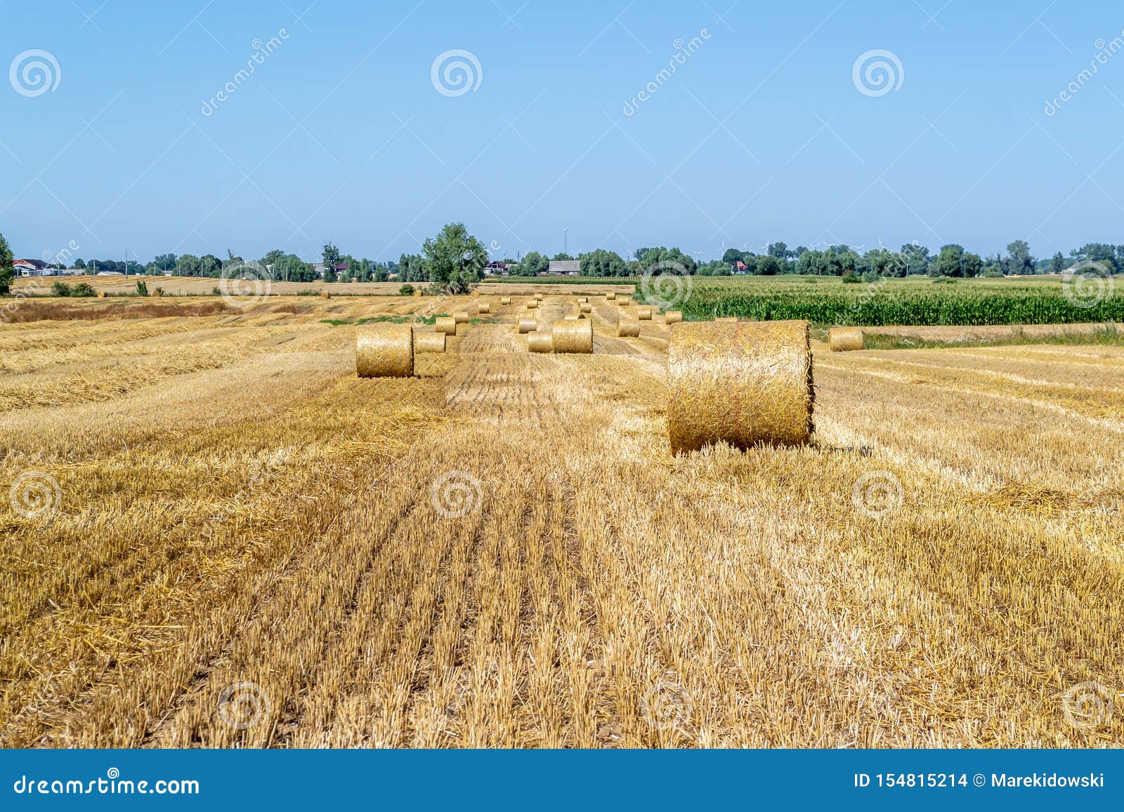 Straw Rollers on a Mowed Field, Right after Harvest. Stock Photo ...