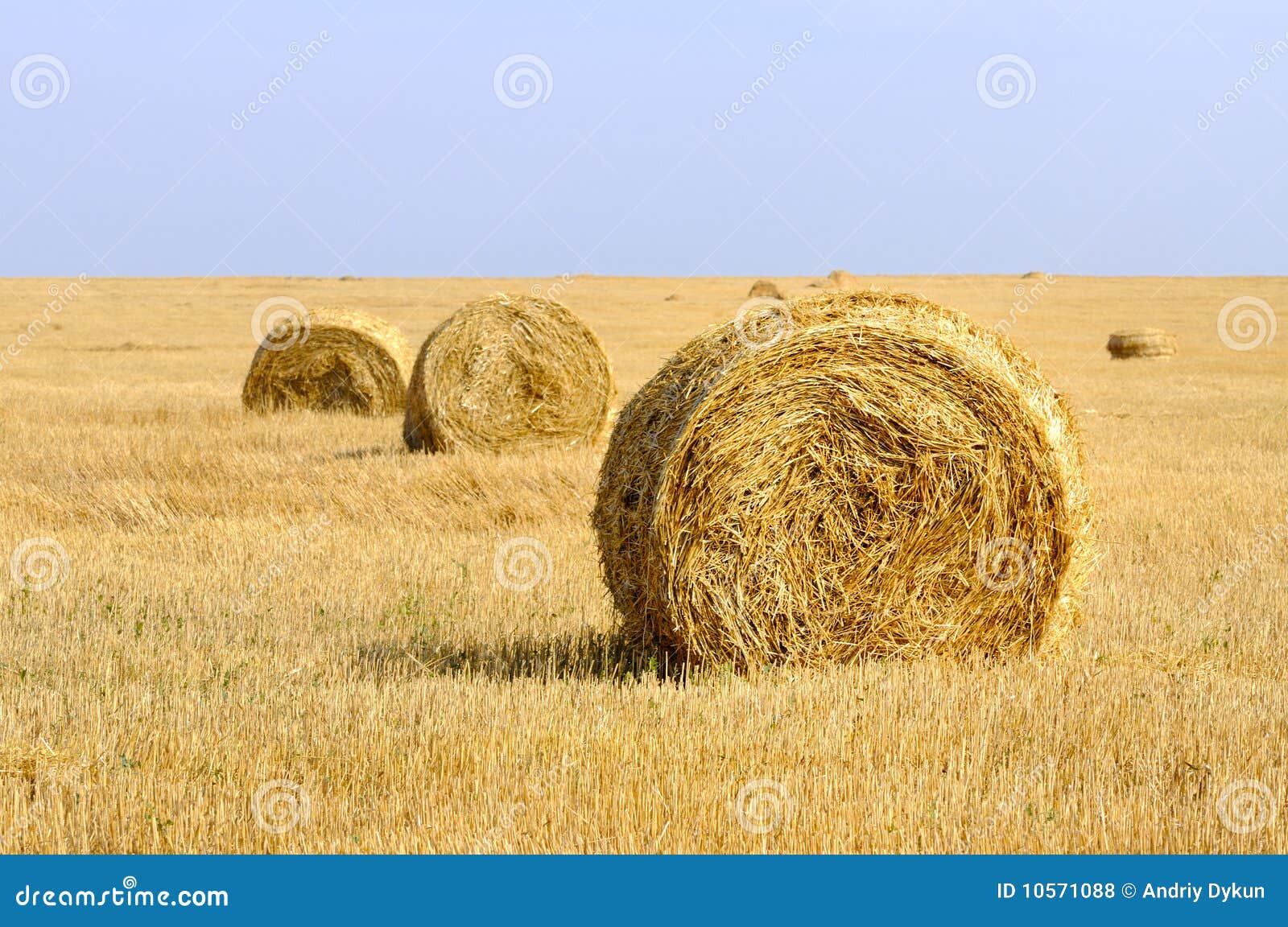 Straw rolls stock photo. Image of grass, nature, seasonal - 10571088