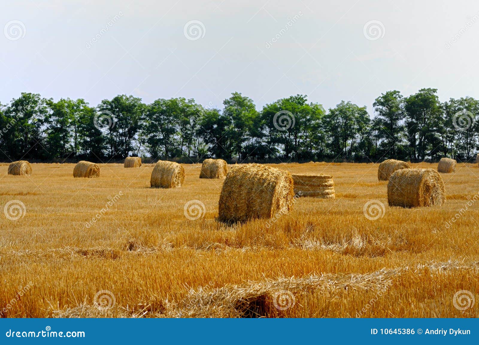 Straw rolls stock photo. Image of grass, serene, agriculture - 10645386