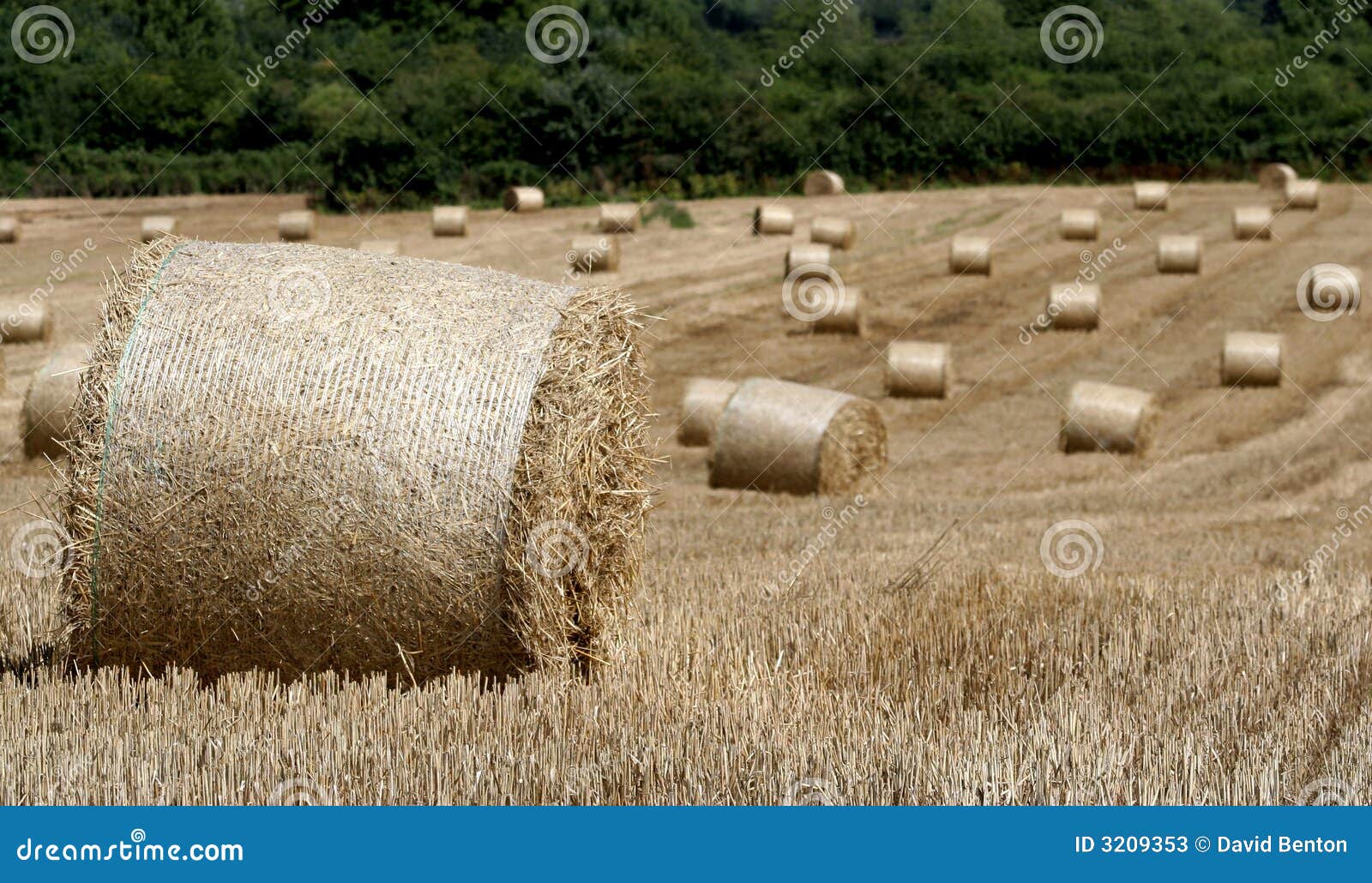 Straw rolls stock image. Image of rolls, country, farm - 3209353