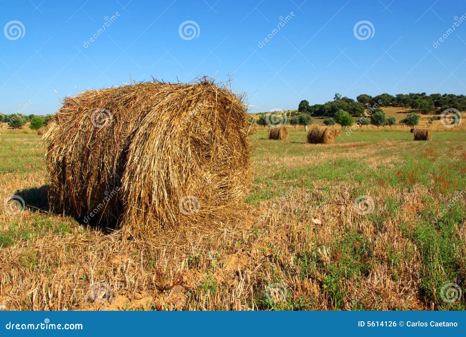 Straw Rolls stock photo. Image of field, corn, brown, grass - 5614126