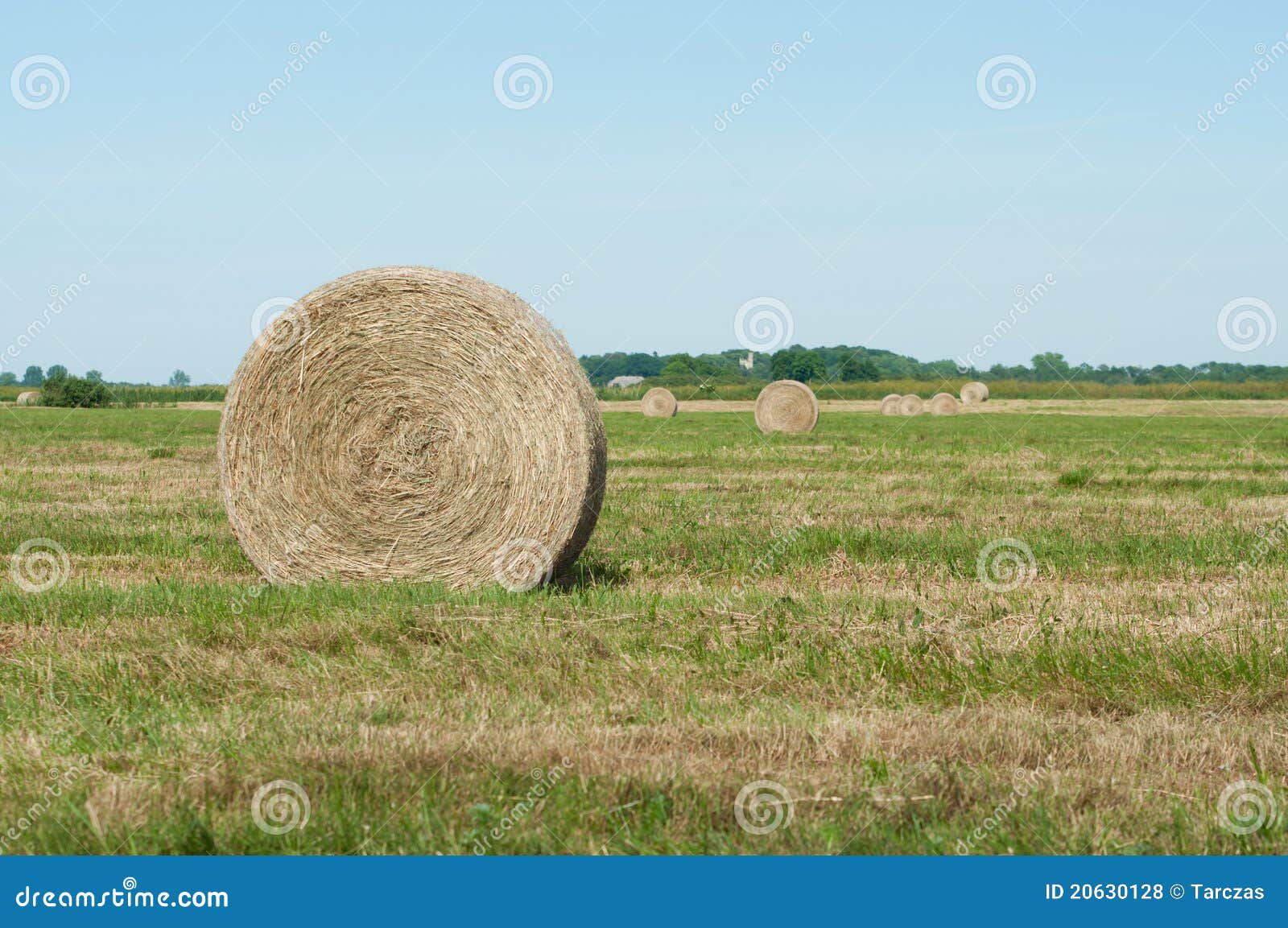Straw Rolls on Farmer Field Stock Photo - Image of farming, agriculture ...