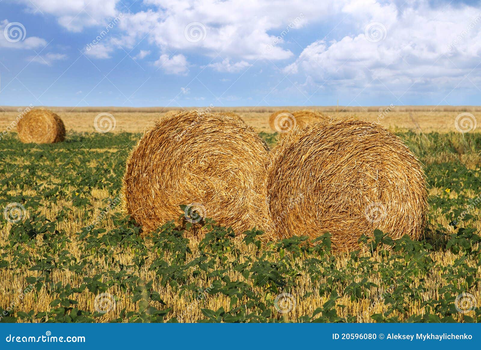 Straw rolls in the field stock photo. Image of organic - 20596080