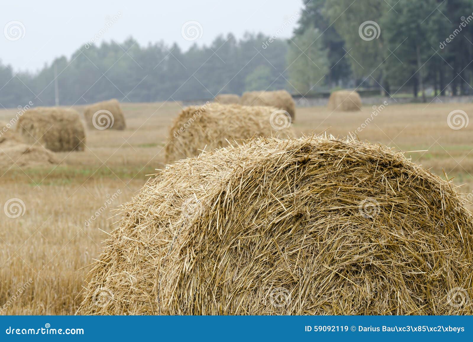 Straw stock image. Image of agriculture, environment - 59092119
