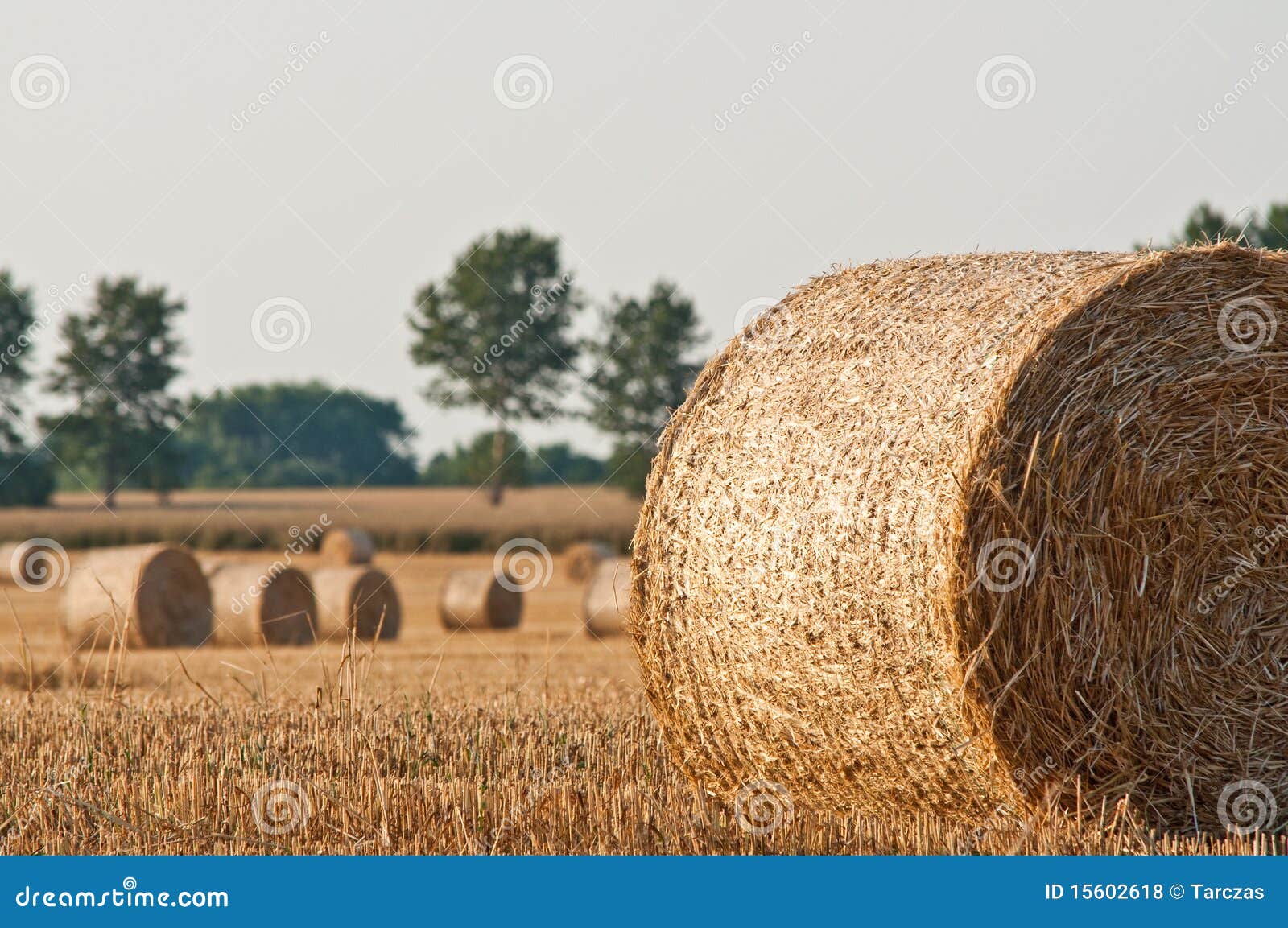 Straw Rolls on Summer Farmer Field Stock Photo - Image of bale, grass ...