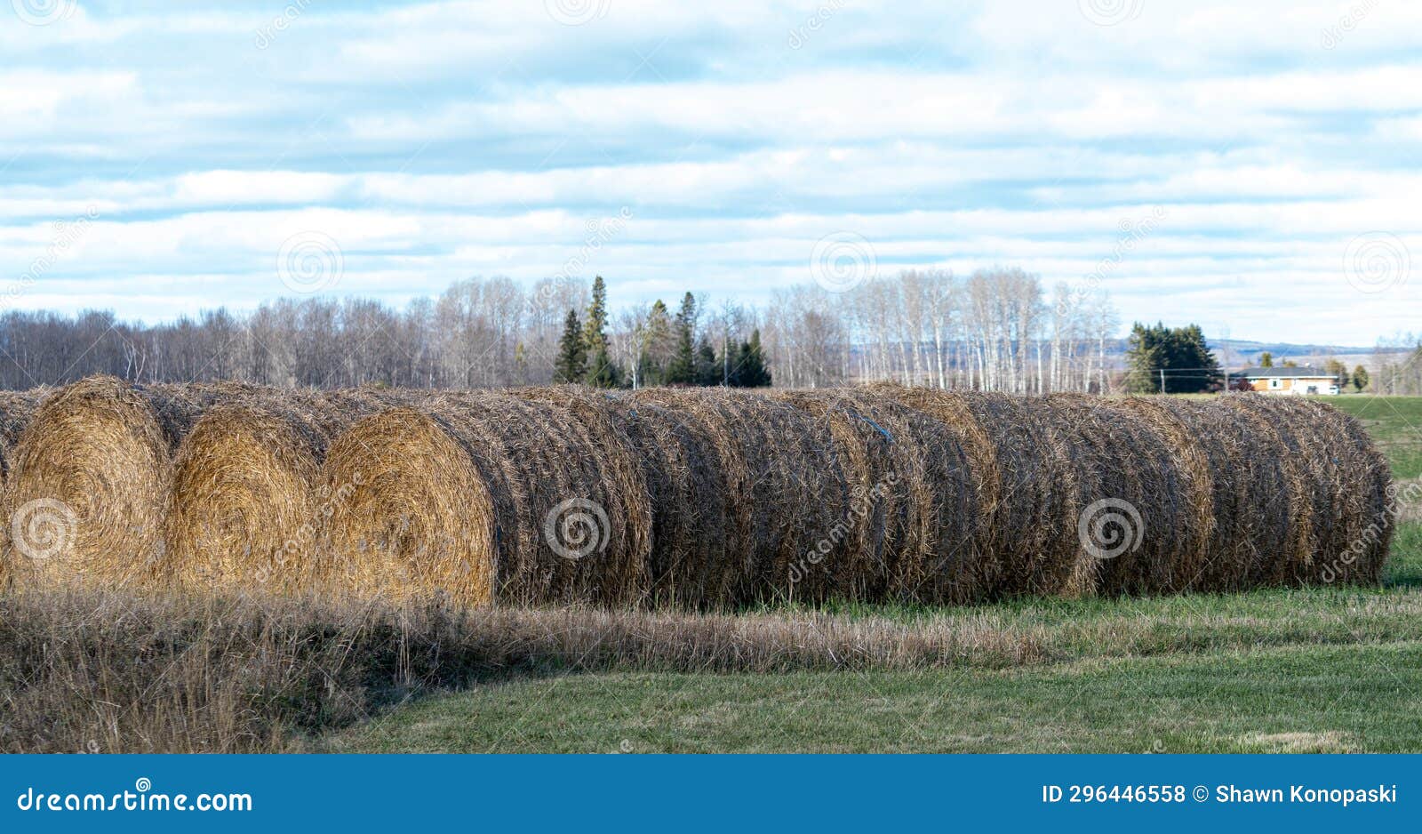 Straw Round Bales Piled in a Row at the Edge of a Field Stock Photo ...