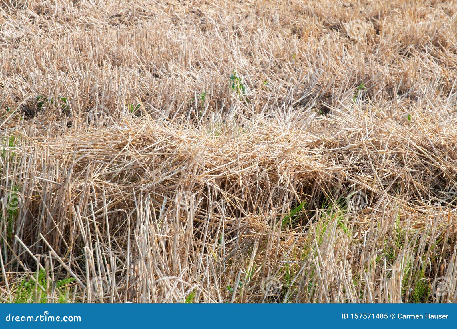 Rows Of Drying Coffee Beans Stock Image | CartoonDealer.com #67345231