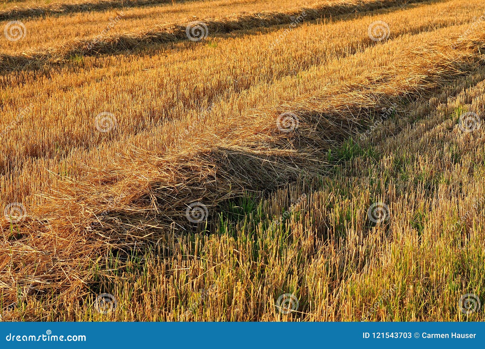Rows Of Drying Coffee Beans Stock Image | CartoonDealer.com #67345231