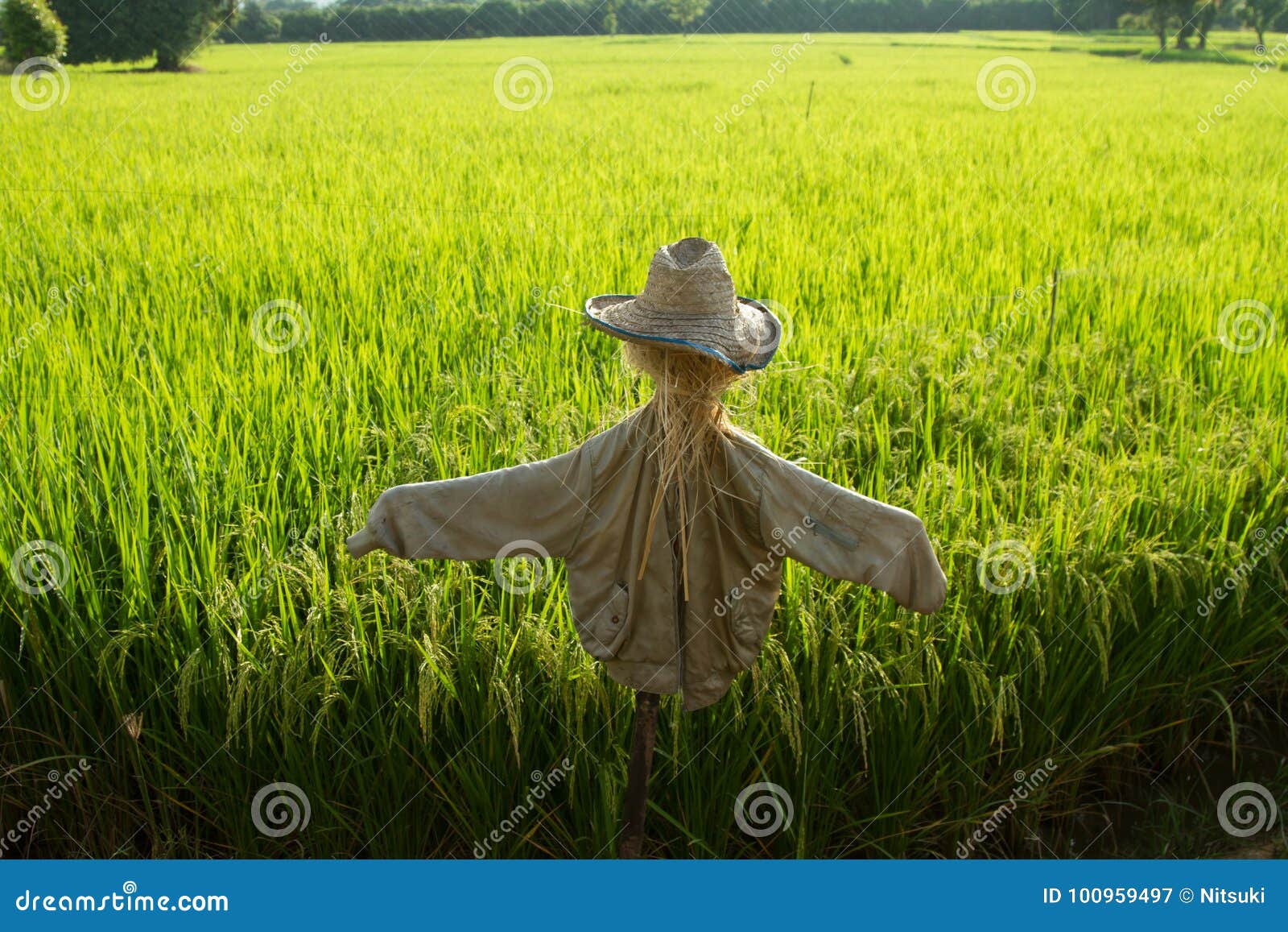Scarecrow and rice fields stock image. Image of vintage - 100959497