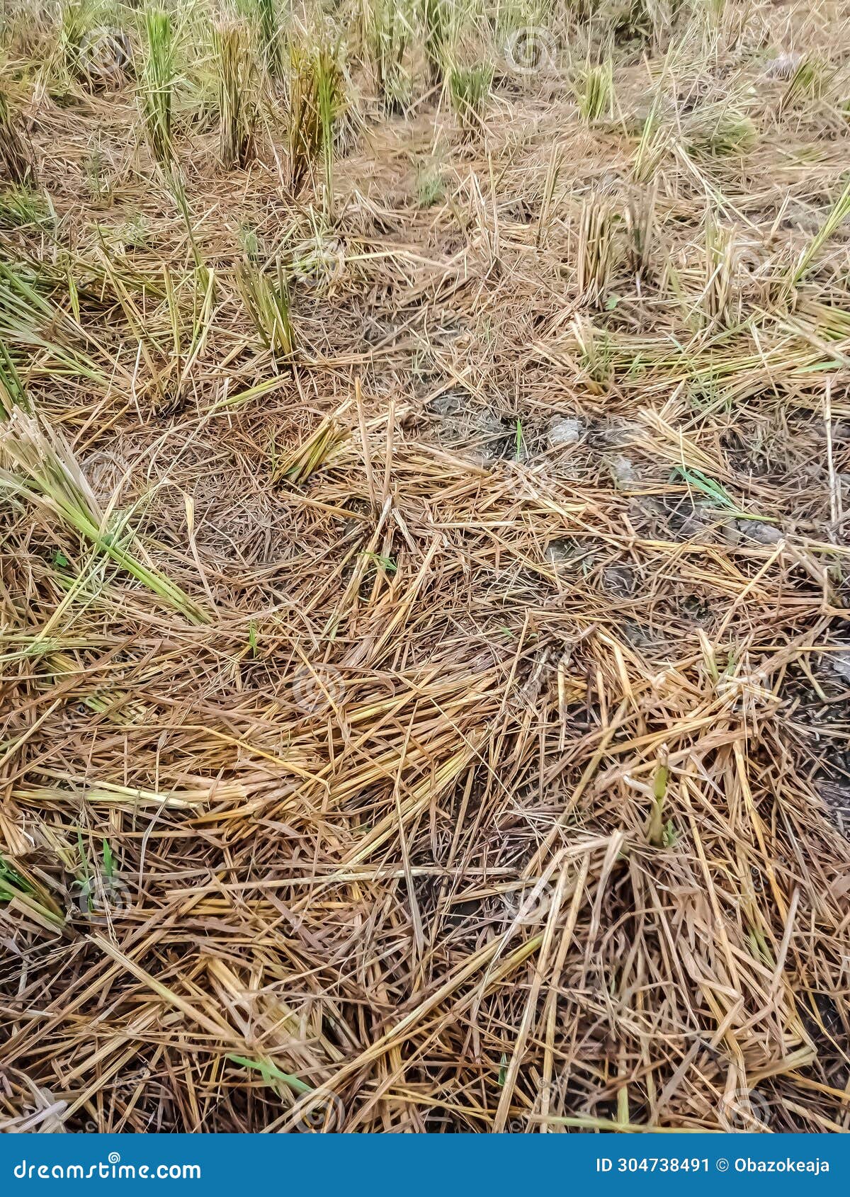 Straw Scattered Over Harvested Rice Fields Stock Image - Image of ...
