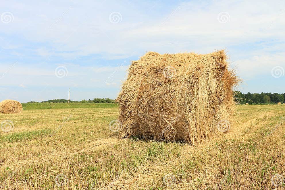 Straw sheaf stock image. Image of harvesting, sheaf, straw - 42563039