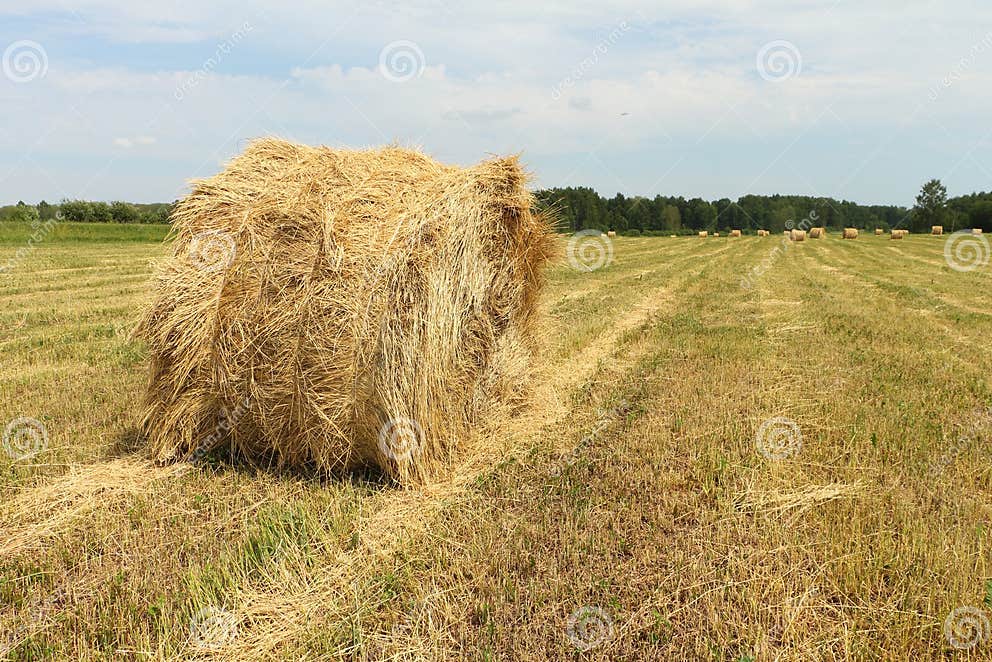 Straw sheaf stock image. Image of round, thatch, copy - 42563045