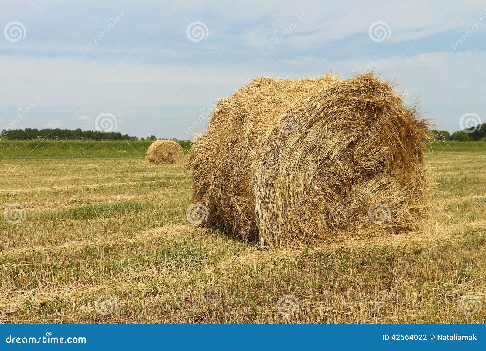 Straw sheaf stock photo. Image of agriculture, thatch - 42564022
