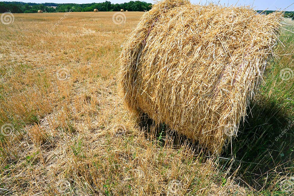 Straw stack stock photo. Image of haulm, straw, chaff - 17901530