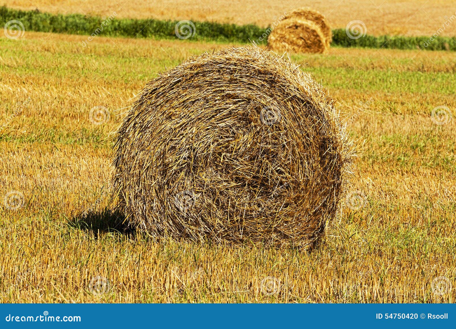 Straw Stack stock foto. Image of bijtend, goud, nave - 54750420