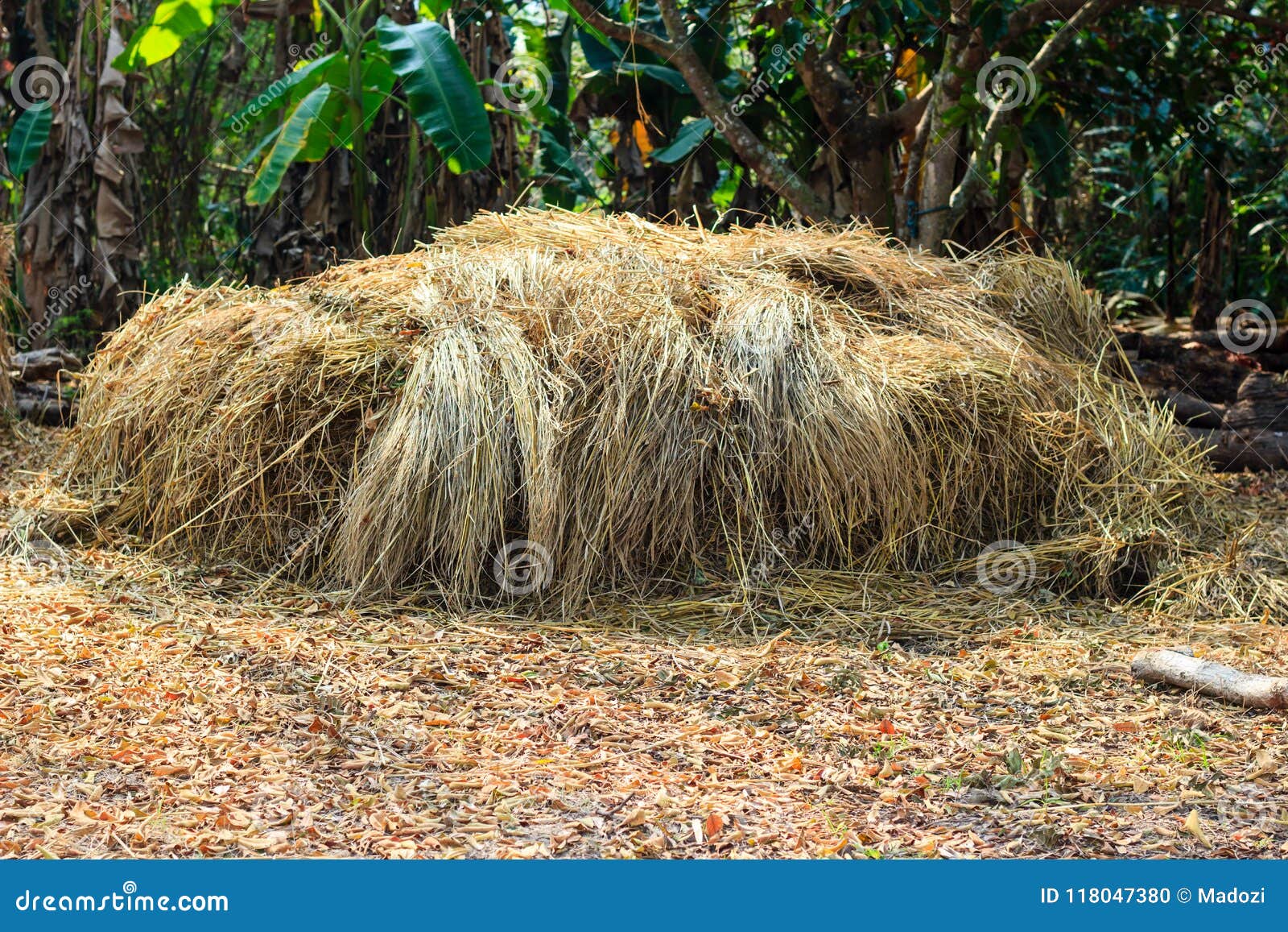 Straw stack on the floor stock photo. Image of floor - 118047380