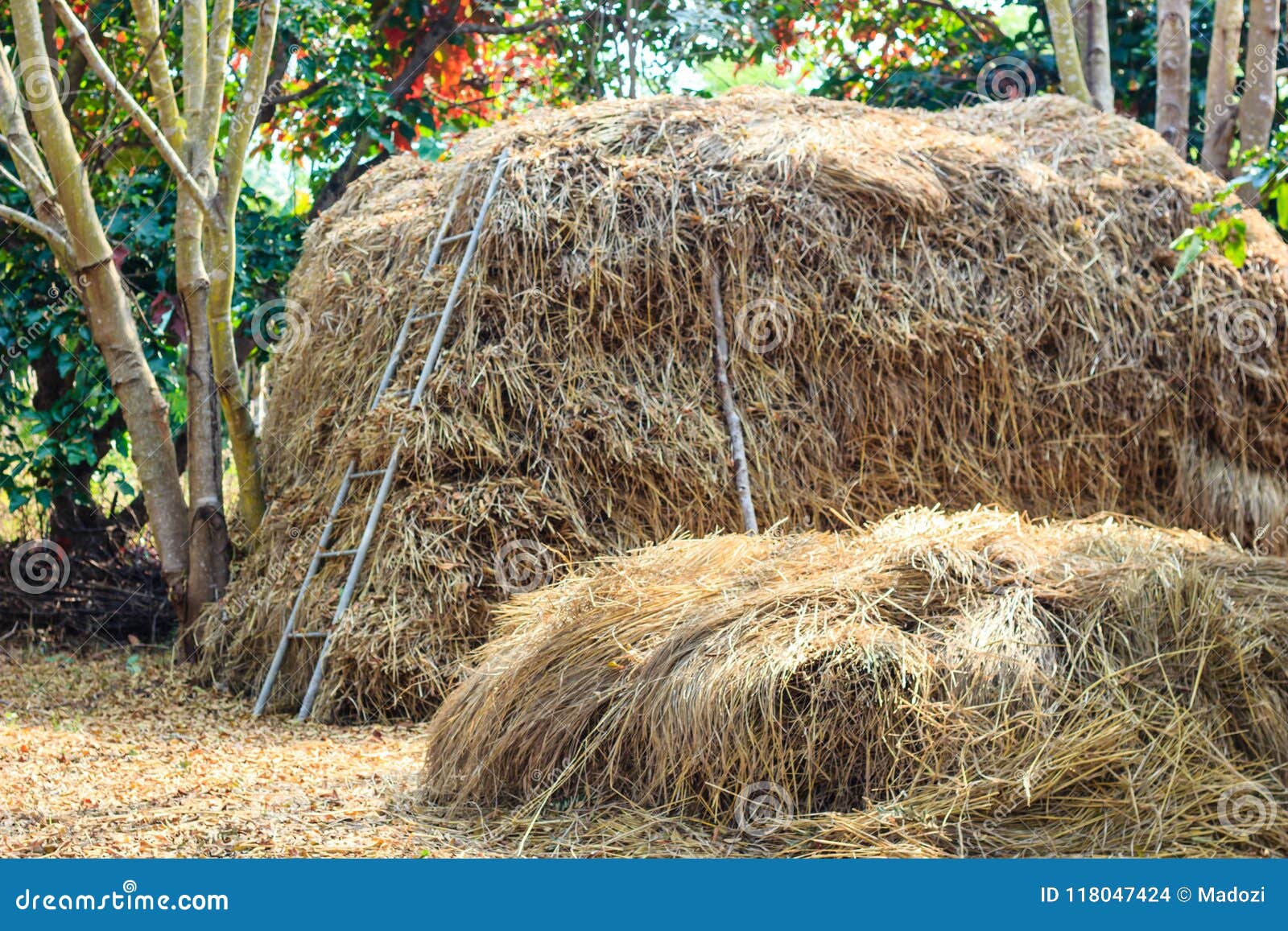 Straw stack on the floor stock photo. Image of nature - 118047424