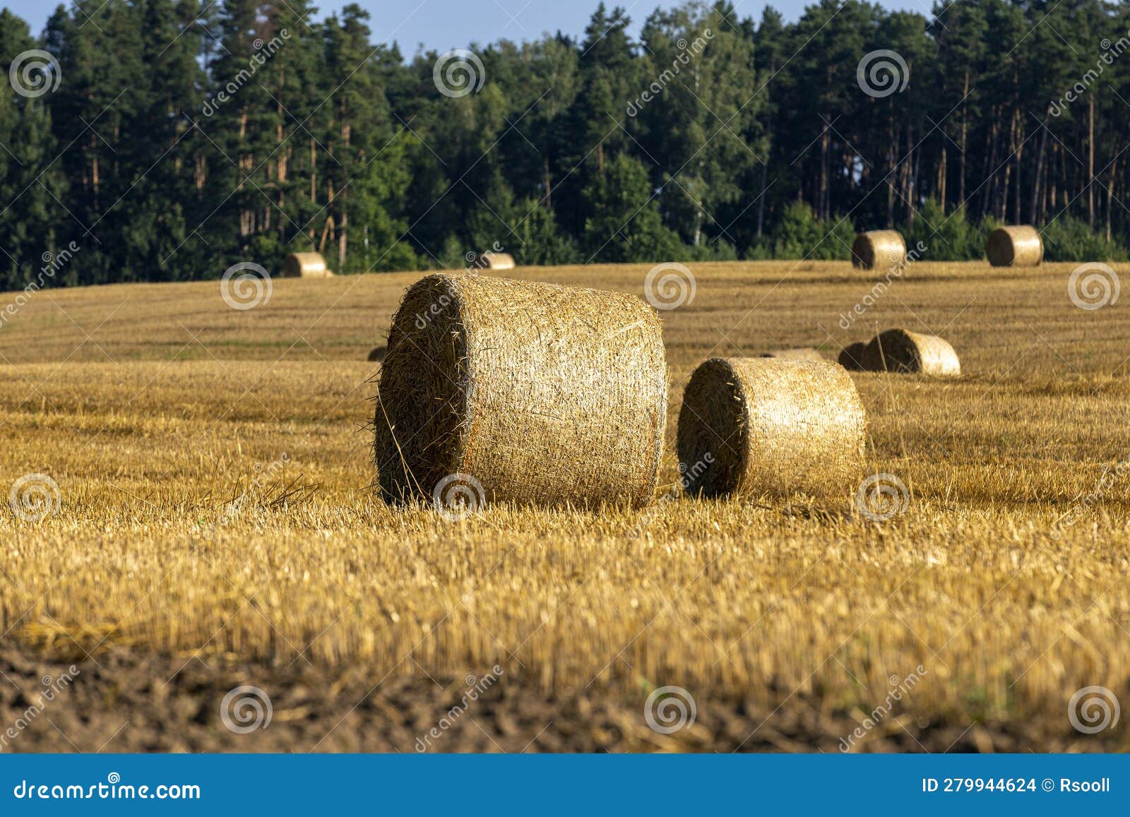 Straw Stack after Harvesting Grain in the Field Stock Photo - Image of ...