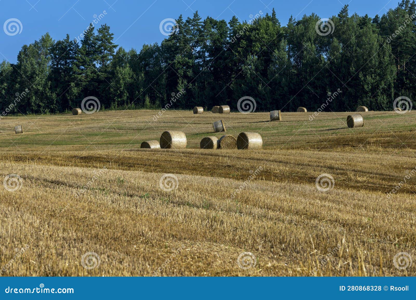 Straw Stack after Harvesting Grain in the Field Stock Photo - Image of ...