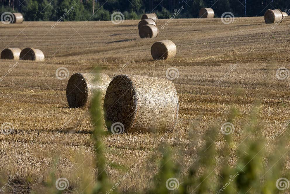 Straw Stack after Harvesting Grain in the Field Stock Image - Image of ...