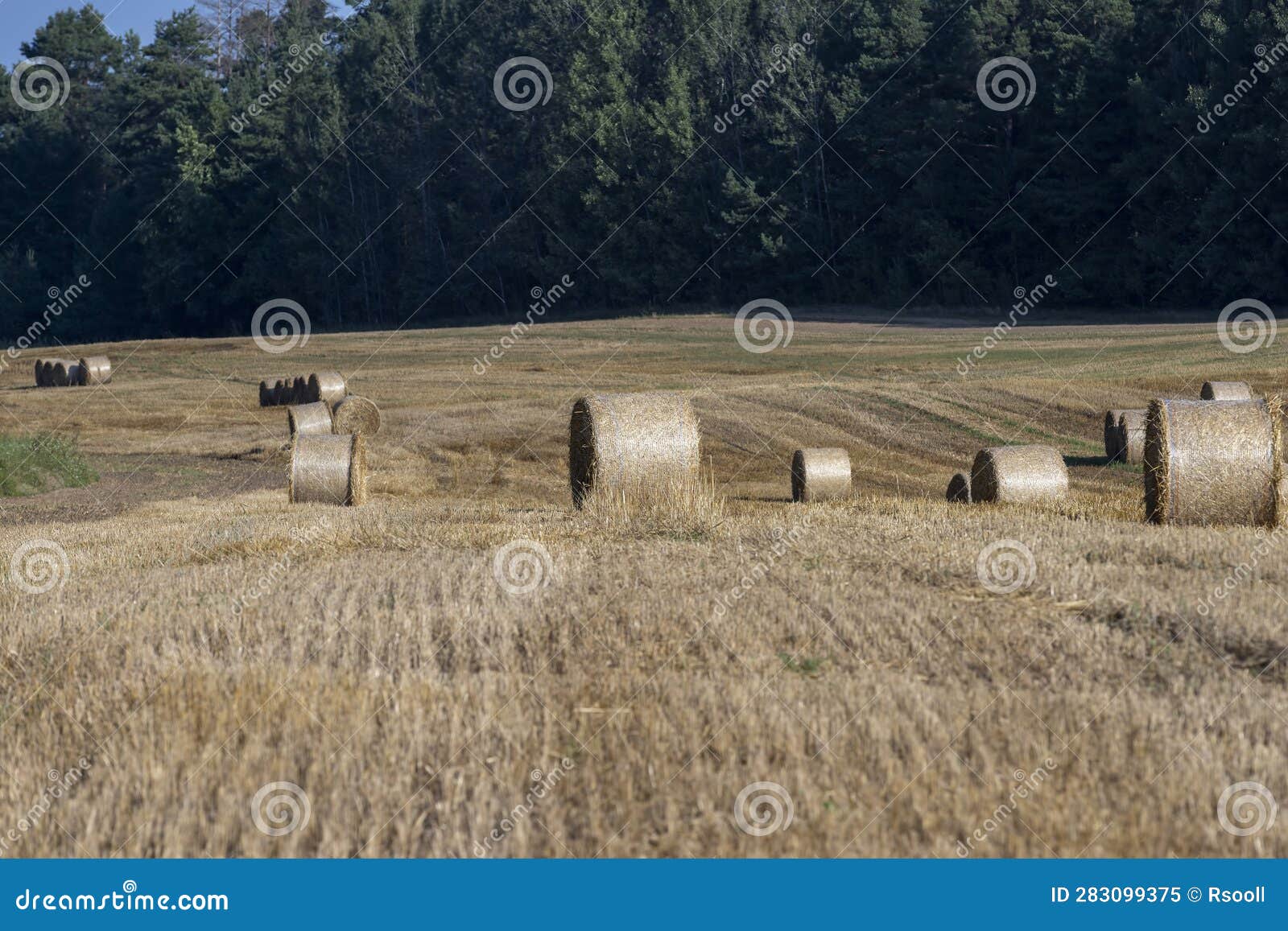 Straw Stack after Harvesting Grain in the Field Stock Image - Image of ...