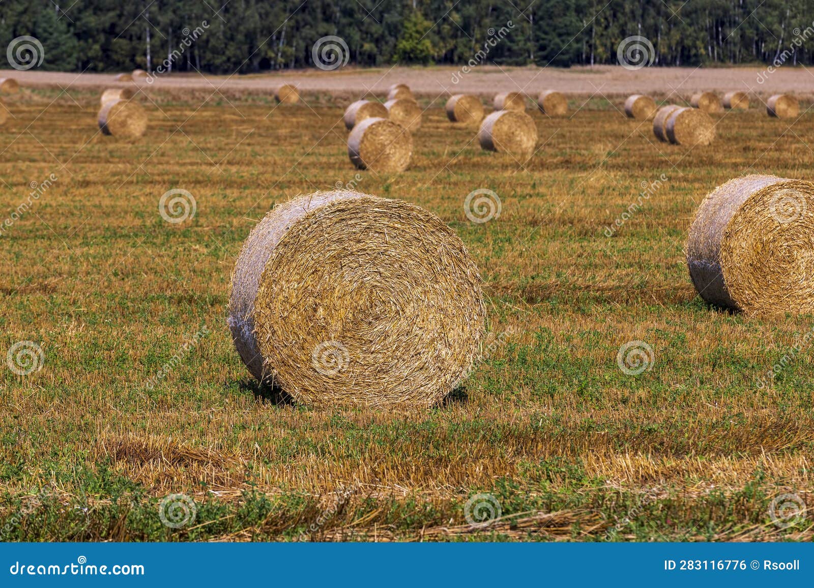 Straw Stack after Harvesting Grain in the Field Stock Photo - Image of ...
