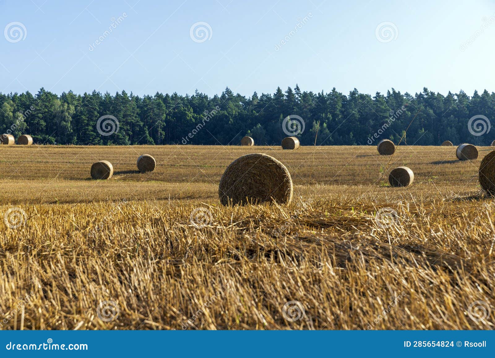 Straw Stack after Harvesting Grain in the Field Stock Photo - Image of ...
