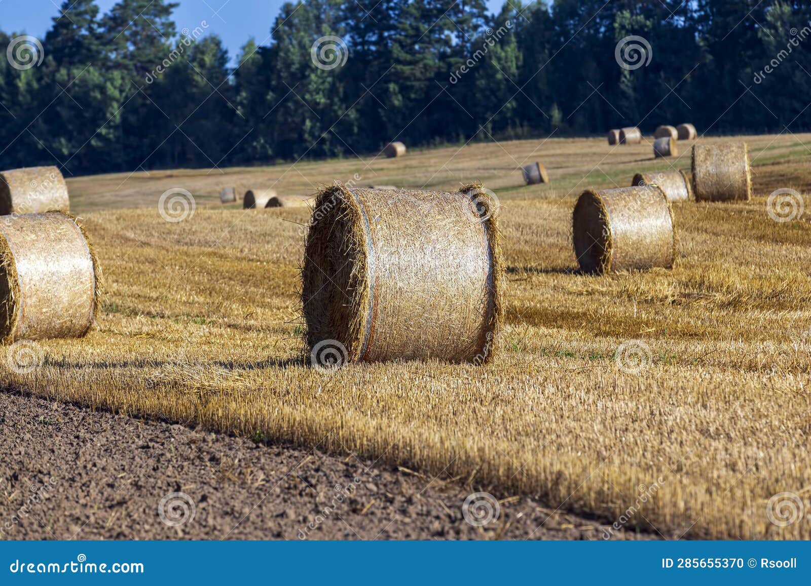 Straw Stack after Harvesting Grain in the Field Stock Photo - Image of ...