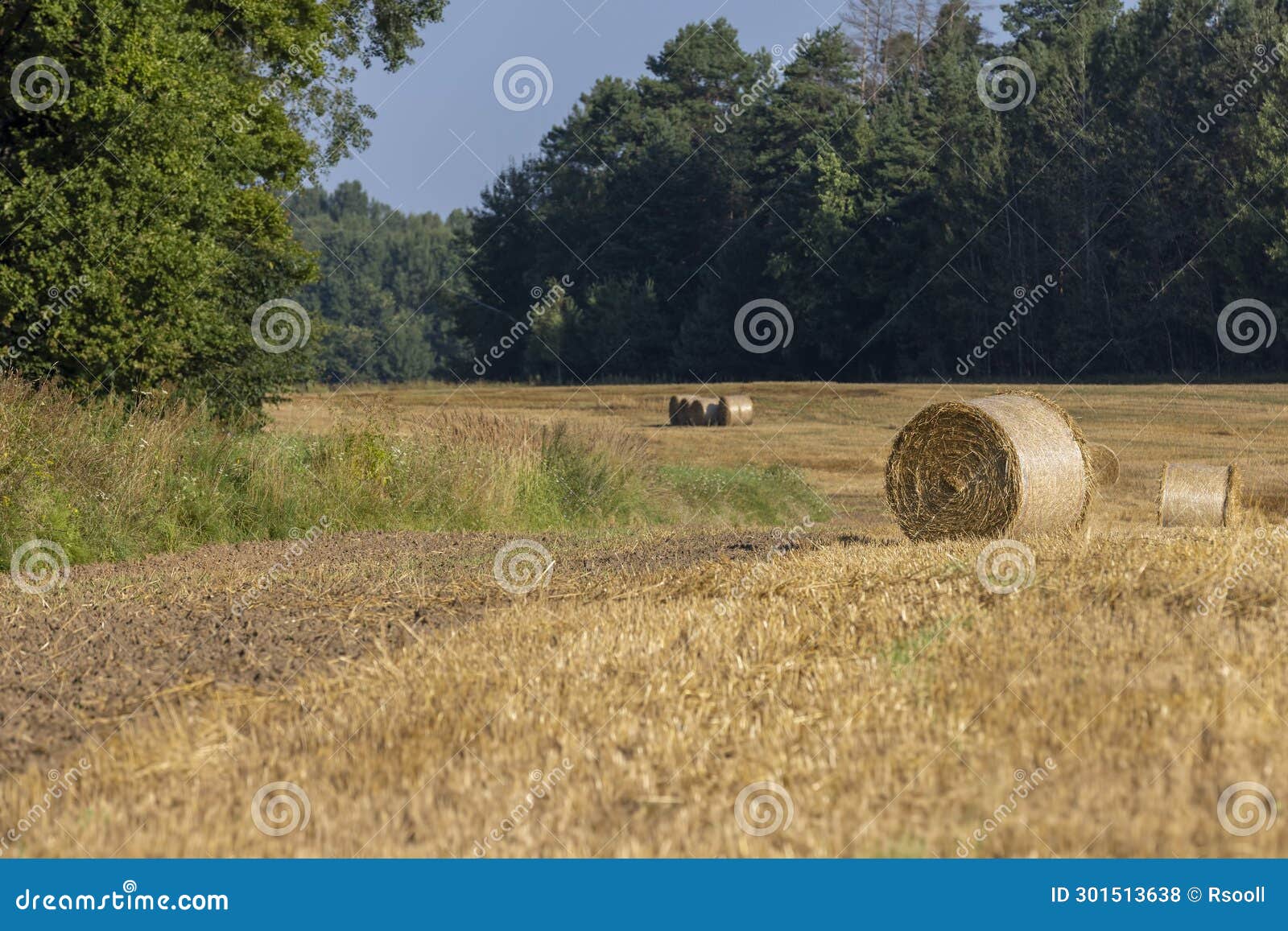 Straw Stack after Harvesting Grain in the Field Stock Photo - Image of ...
