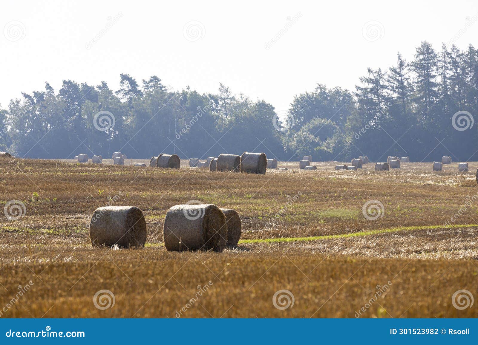Straw Stack after Harvesting Grain in the Field Stock Photo - Image of ...