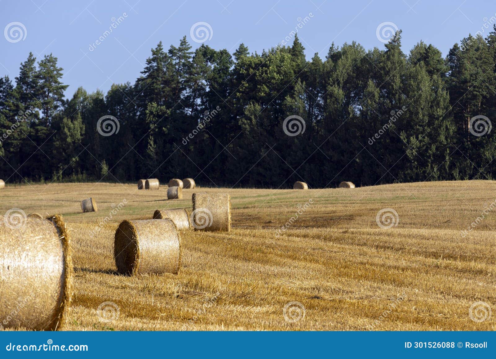 Straw Stack after Harvesting Grain in the Field Stock Photo - Image of ...