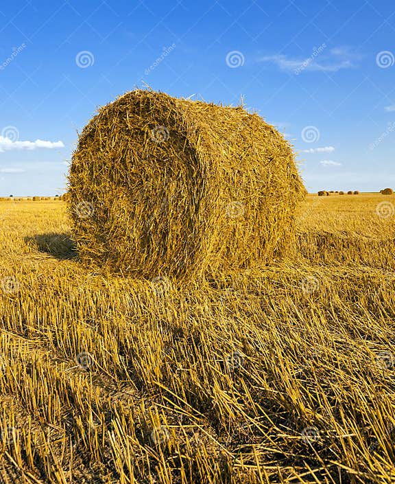 Straw stack stock image. Image of life, barbed, haystack - 40141799