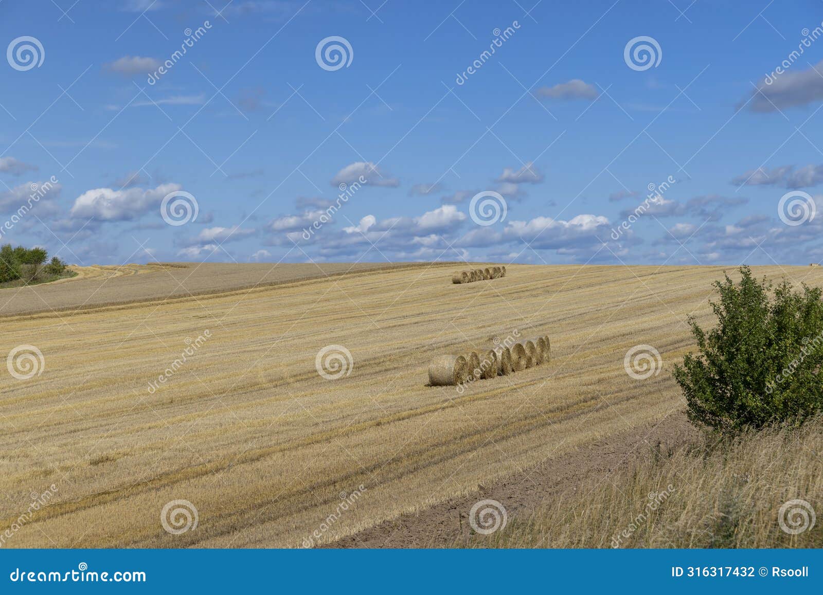 Straw Stacks in the Field after the Grain Harvest Stock Photo - Image ...