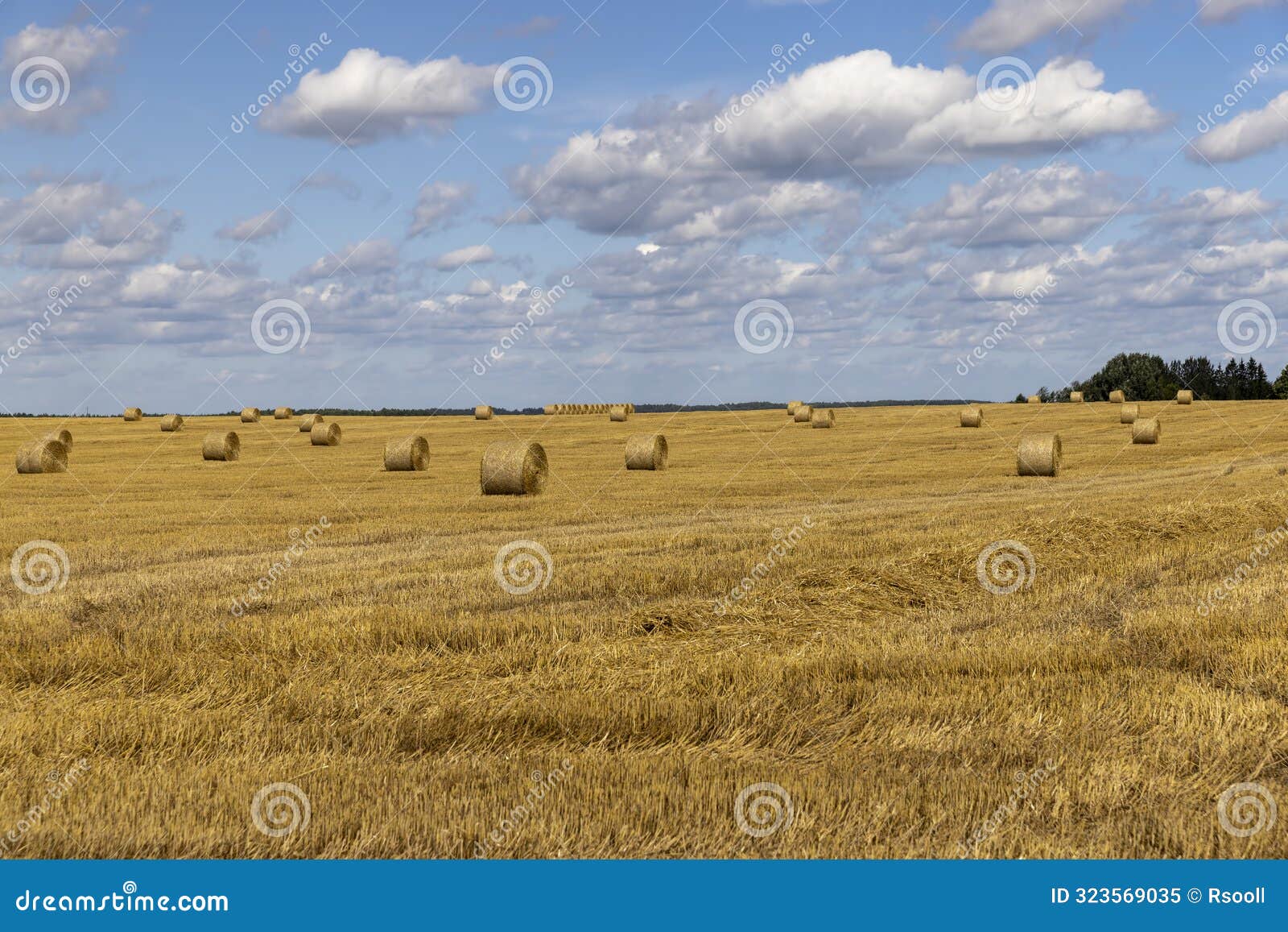 Straw Stacks in the Field after the Grain Harvest Stock Image - Image ...